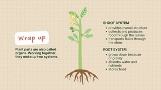 Plants-and-Their-Systems-Science-Presentation-in-Light-Brown-Light-Blue ...