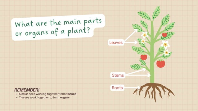 Plants-and-Their-Systems-Science-Presentation-in-Light-Brown-Light-Blue ...