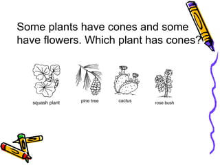 2nd Grade- Plants | PPT