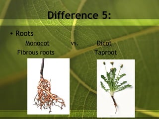 Dicot Taproot