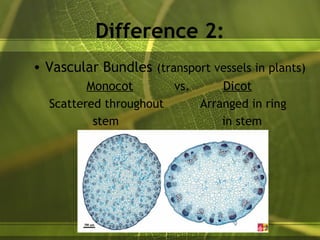 Vascular Bundle Monocot Vs Dicot