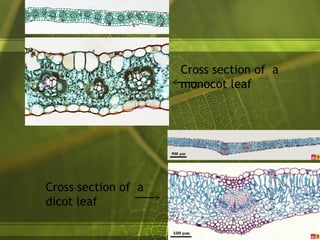 Monocot Vs Dicot Leaf Cross Section