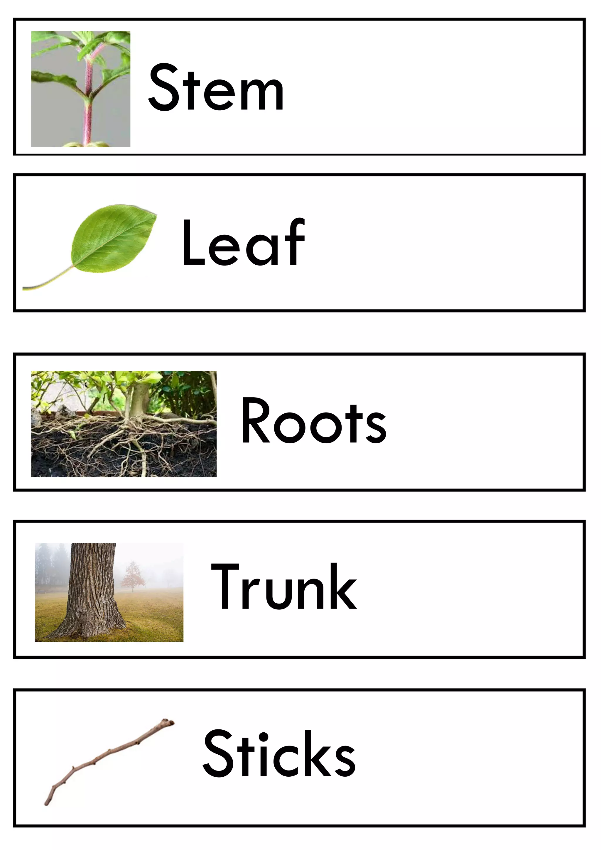 Plants - flashcards | PDF