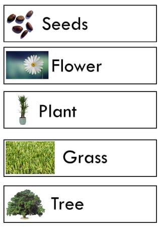 Plants - flashcards | PDF