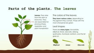 plants-nutrition-photosynthesis-and-respiration.pdf