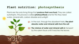plants-nutrition-photosynthesis-and-respiration.pdf