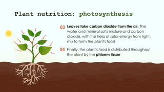 plants-nutrition-photosynthesis-and-respiration.pdf