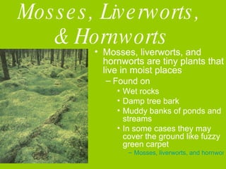 Plants Without Seeds | PPT
