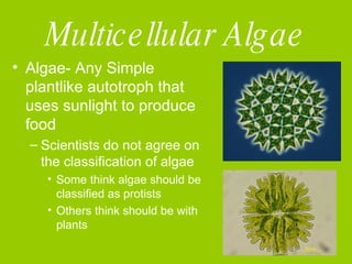 Plants Without Seeds | PPT