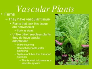 Plants Without Seeds | PPT