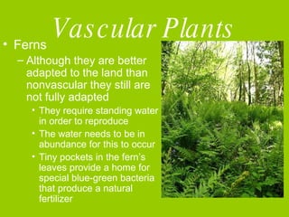 Plants Without Seeds | PPT