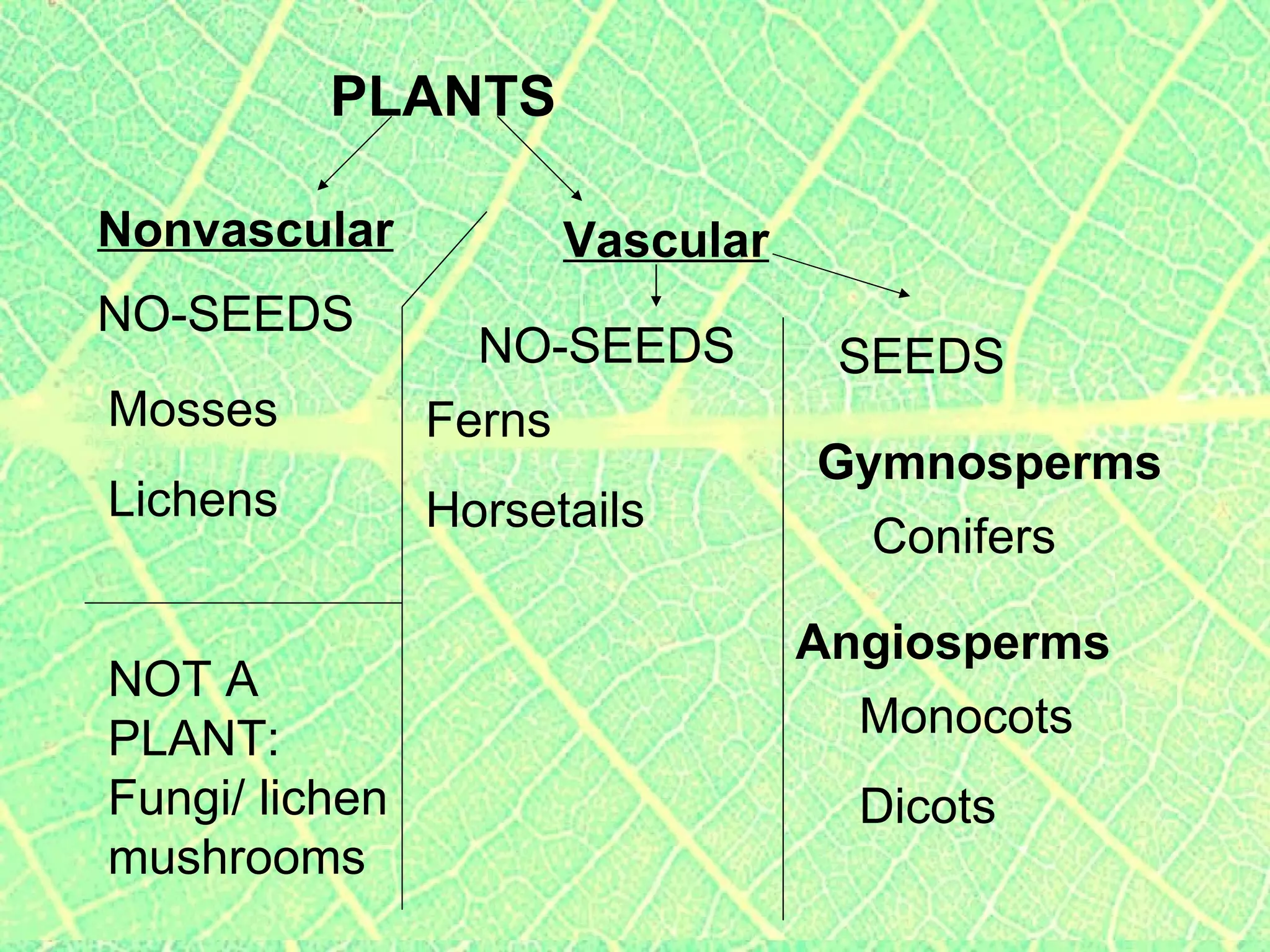 NEW STANDARDS 6th grade Plants1: classification & processes | PPT