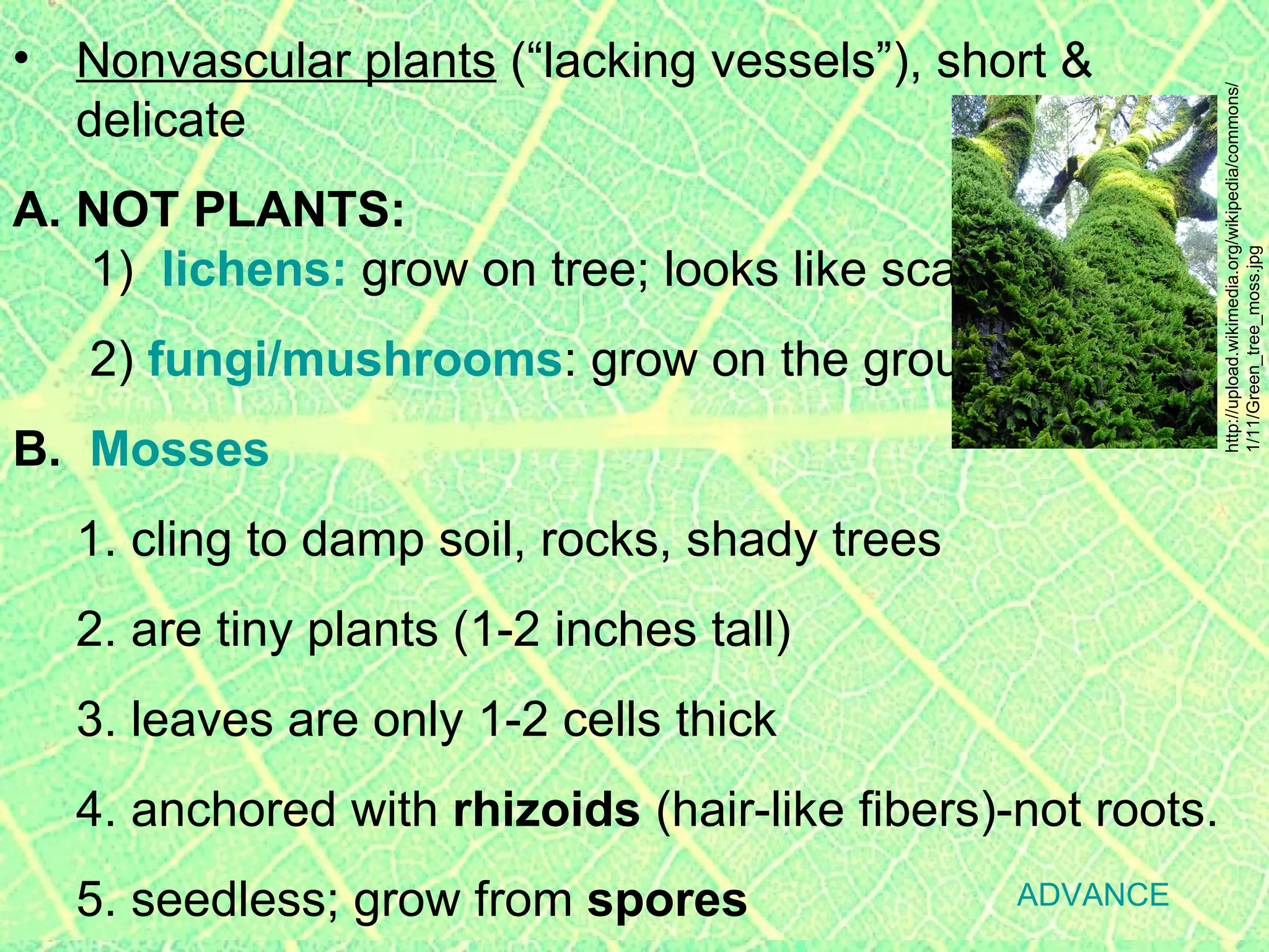 NEW STANDARDS 6th grade Plants1: classification & processes | PPT
