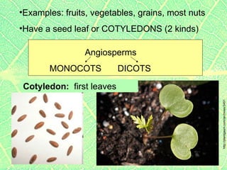 NEW STANDARDS 6th grade Plants1: classification & processes | PPT