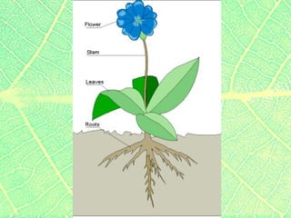 NEW STANDARDS 6th grade Plants1: classification & processes | PPT