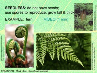 NEW STANDARDS 6th grade Plants1: classification & processes | PPT