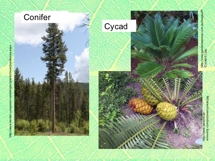 NEW STANDARDS 6th grade Plants1: classification & processes