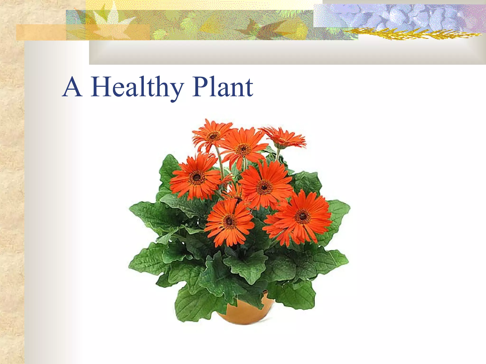 Plants year 6 ks2 | PPT