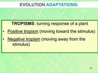 Plants 1 | PPTX