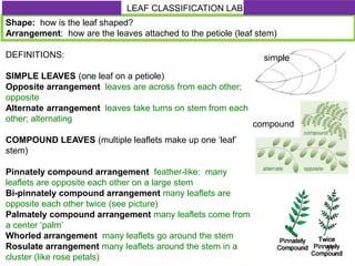 Plants 1 | PPTX