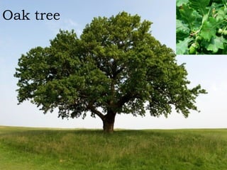 Plants 2nd grade | PPT