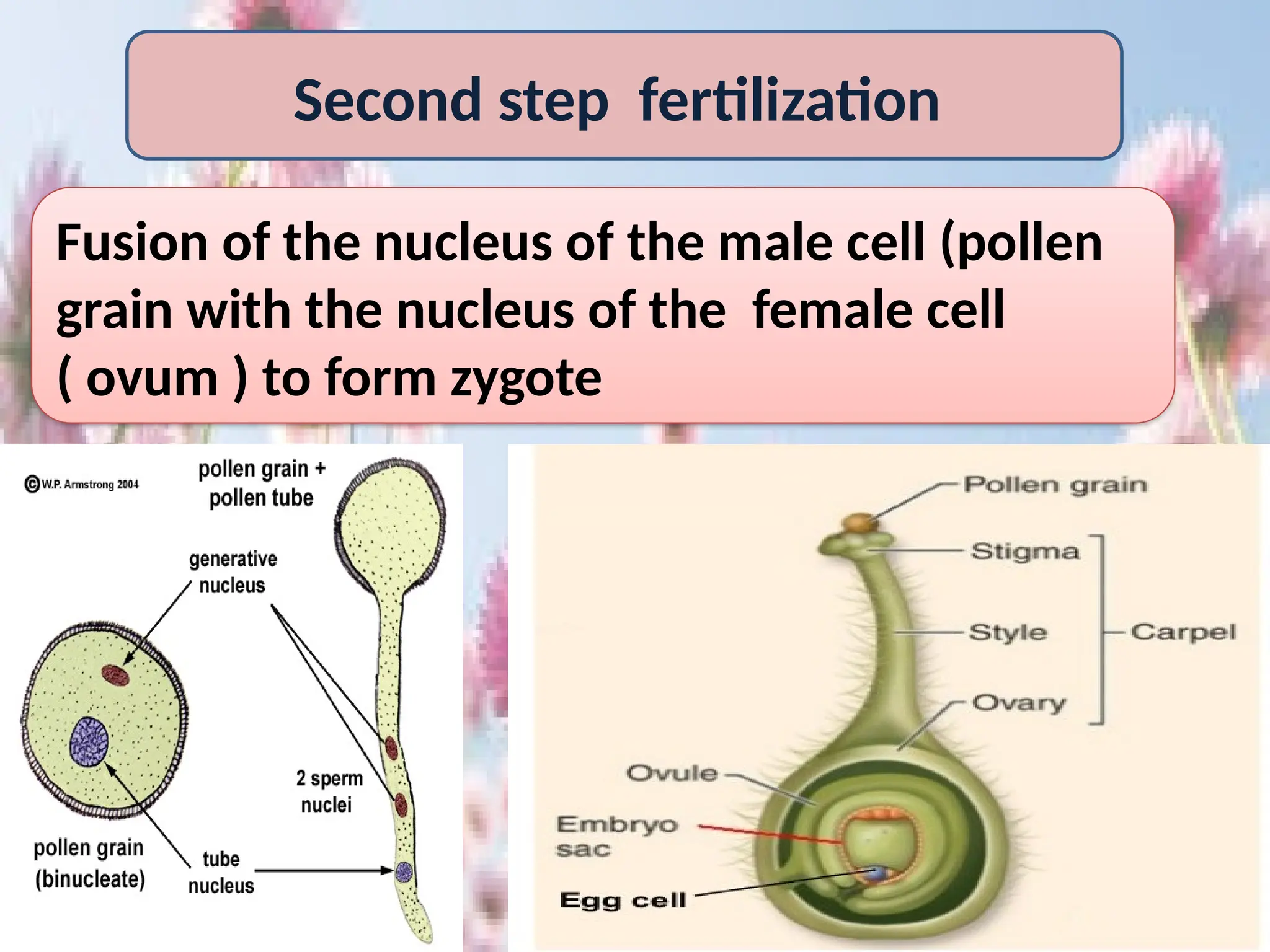 second term (prep two) reproduction in plants | PPTX