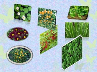 Plants | PPSX | Gardening | Home & Garden