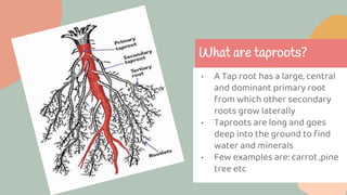Plants Structure and Function part 1 | PPTX