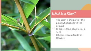 Plants Structure and Function part 1 | PPTX