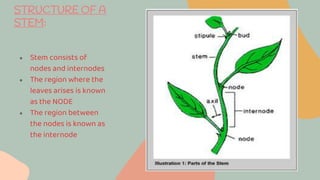 Plants Structure and Function part 1 | PPTX