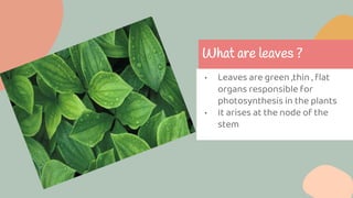 Plants Structure and Function part 1 | PPTX