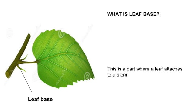 Plants Structure and Function part 1 | PPT