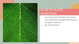 Plants Structure and Function part 1 | PPTX