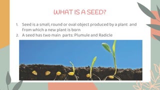 Plants Structure and Function part 1 | PPTX