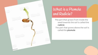 Plants Structure and Function part 1 | PPTX