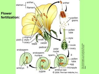 Plants2 plant parts flowers: pollination, angiosperms, gymnosperms ...