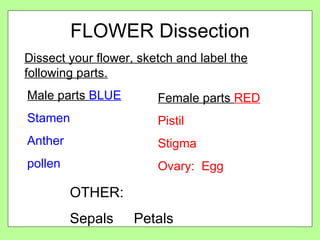 Plants2 plant parts flowers: pollination, angiosperms, gymnosperms ...