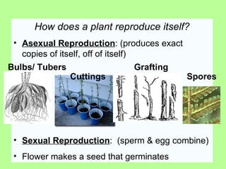Plants2 plant parts flowers: pollination, angiosperms, gymnosperms ...