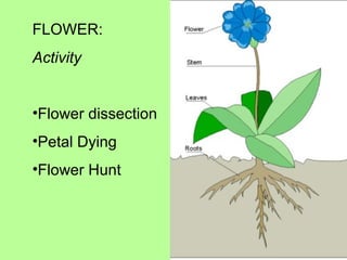 Plants2 plant parts flowers: pollination, angiosperms, gymnosperms ...