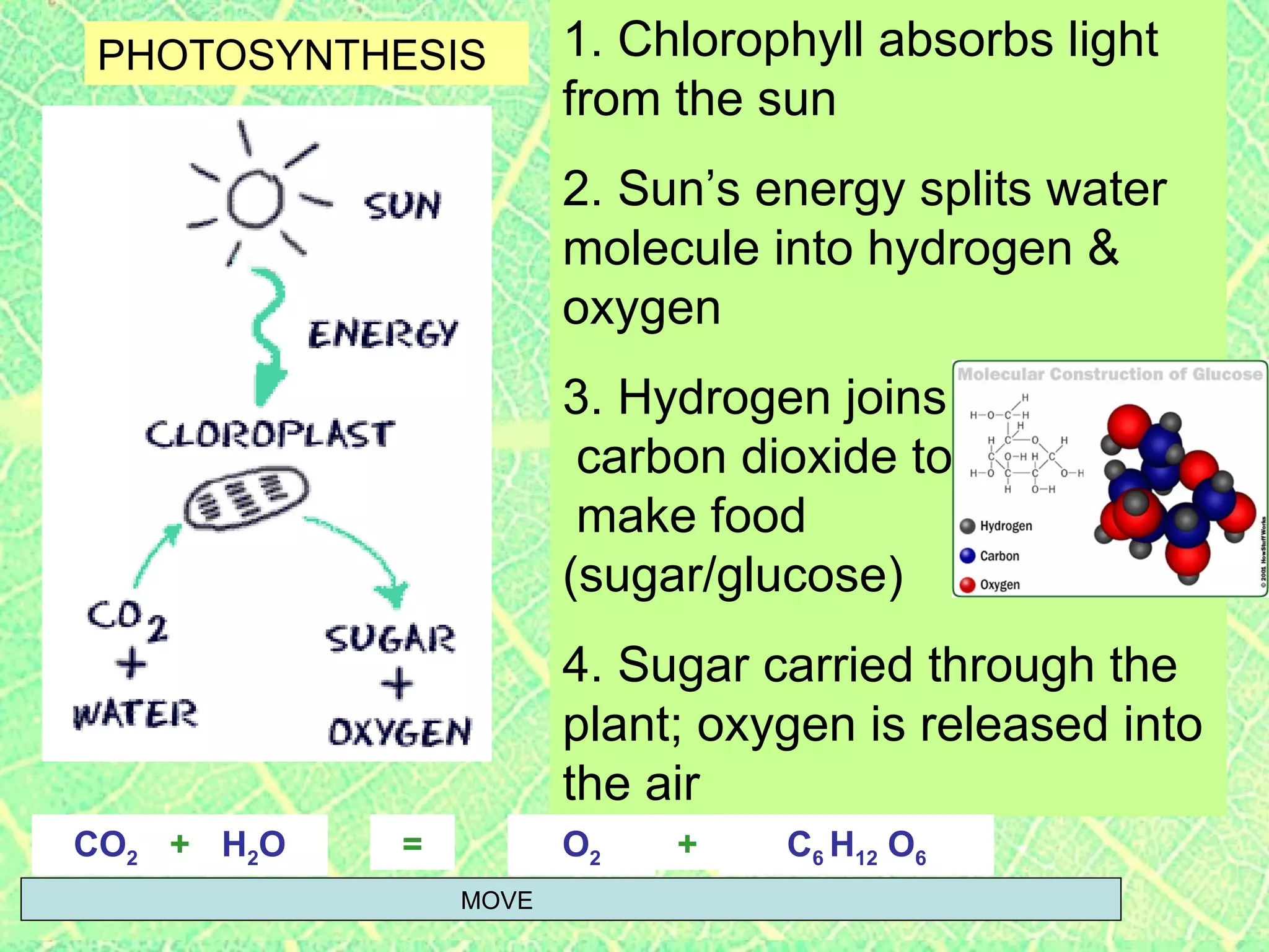 Plants2 plant parts leaves; photosynthesis, stomata respiration ...