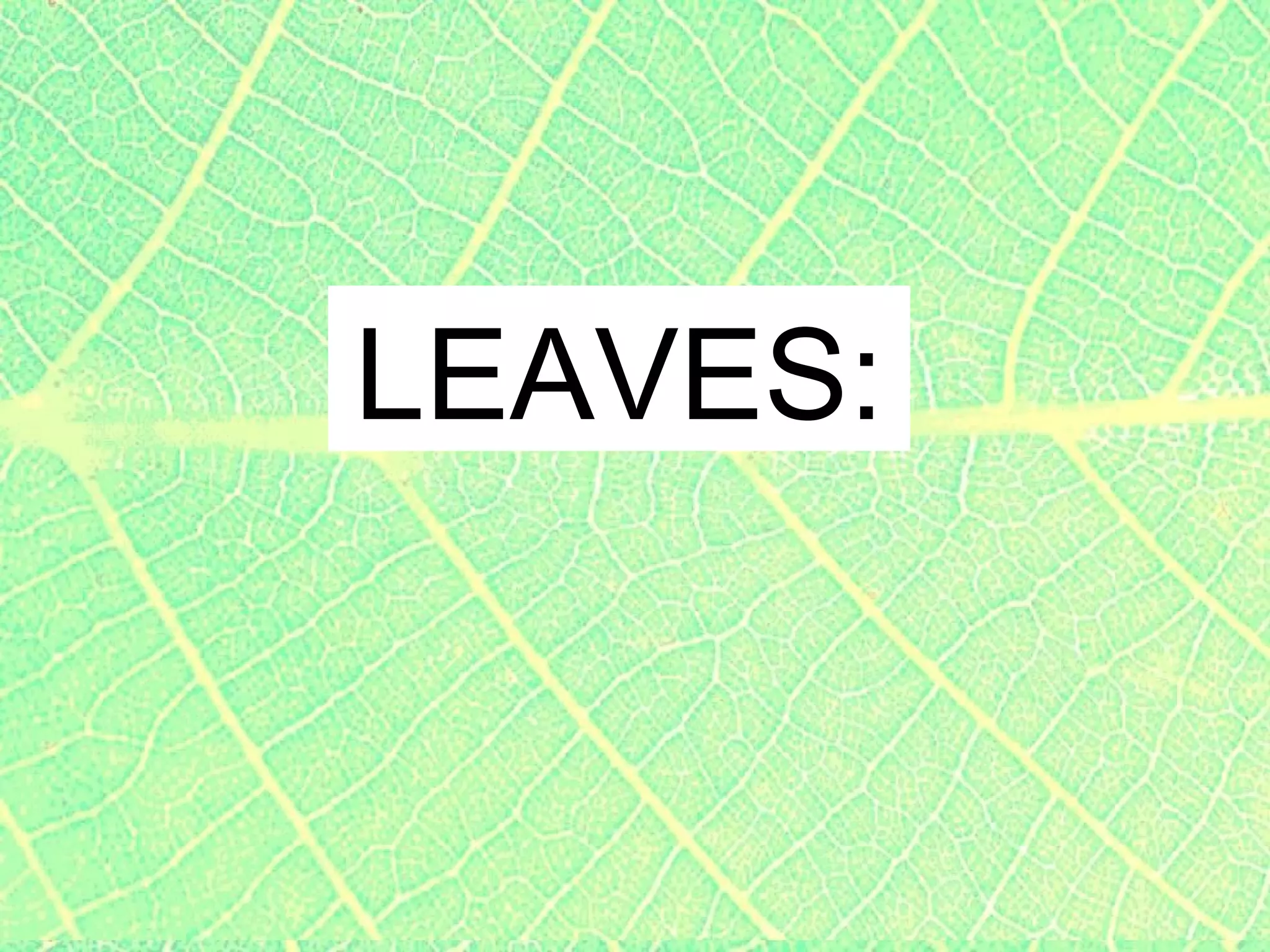 Plants2 plant parts leaves; photosynthesis, stomata respiration ...