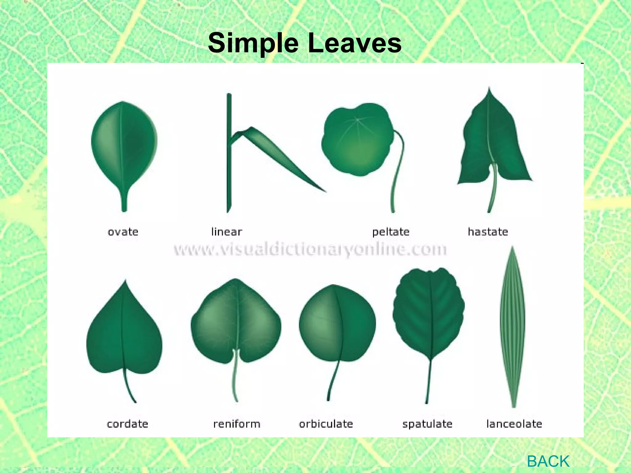 Plants2 plant parts leaves; photosynthesis, stomata respiration ...