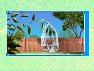 Plants2 plant parts leaves; photosynthesis, stomata respiration ...