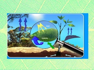 Plants2 plant parts leaves; photosynthesis, stomata respiration ...