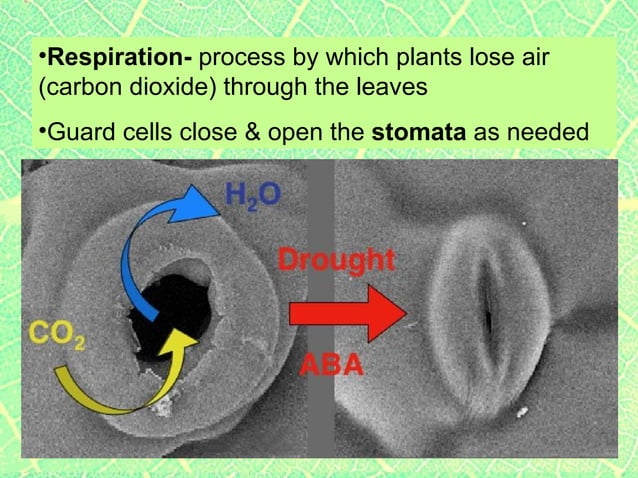Plants2 plant parts leaves; photosynthesis, stomata respiration ...