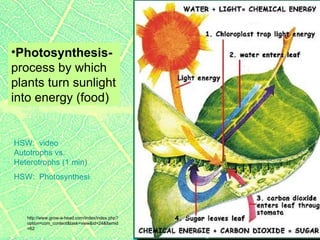 Plants2 plant parts leaves; photosynthesis, stomata respiration ...
