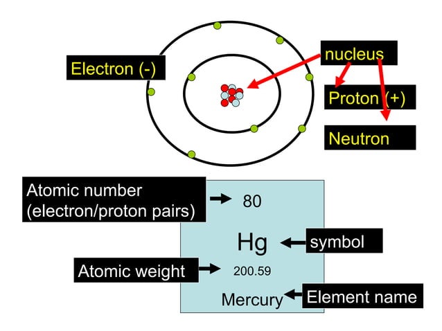 Plants2 plant parts leaves; photosynthesis, stomata respiration ...