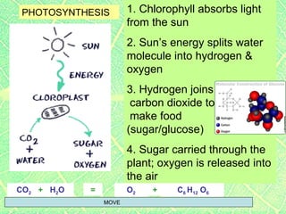 Plants2 plant parts leaves; photosynthesis, stomata respiration ...