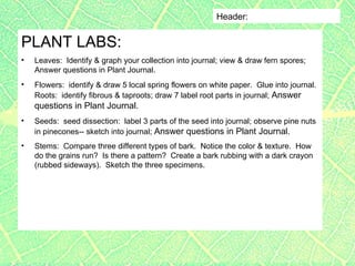 Plants2 plant parts leaves; photosynthesis, stomata respiration ...