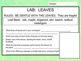 Plants2 plant parts leaves; photosynthesis, stomata respiration ...